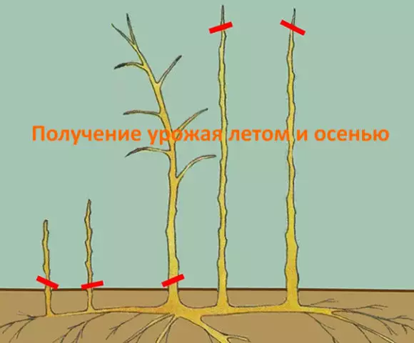 Маліна Канёк-Гарбунок: апісанне гатунку, вырошчванне, фота і водгукі 12597_11