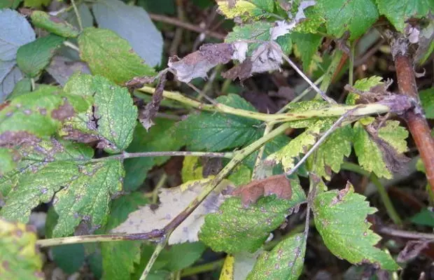 Raspberry Konek-Humpbacked: περιγραφή ποικιλίας, καλλιέργεια, φωτογραφίες και κριτικές 12597_14