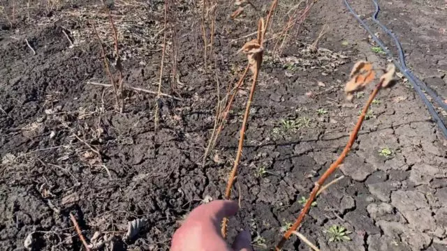 Маліна Канёк-Гарбунок: апісанне гатунку, вырошчванне, фота і водгукі 12597_3