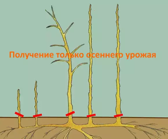 Маліна Канёк-Гарбунок: апісанне гатунку, вырошчванне, фота і водгукі 12597_5