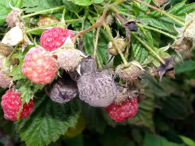 Raspberry Konek-Humpbacked: fjölbreytileikalýsing, ræktun, myndir og umsagnir 12597_6