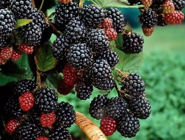 I-Raspberry Black Jewel: incazelo ehlukahlukene, izithombe, ukubuyekezwa, izici zokutshala 12606_3