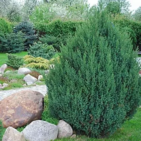 Juniper Stricta (Stricta): lýsing, gróðursetning og umhirða, umsagnir 1260_1