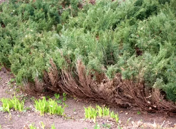 Juniper Stricta (Stricta): beskrywing, plant en versorging, resensies 1260_4