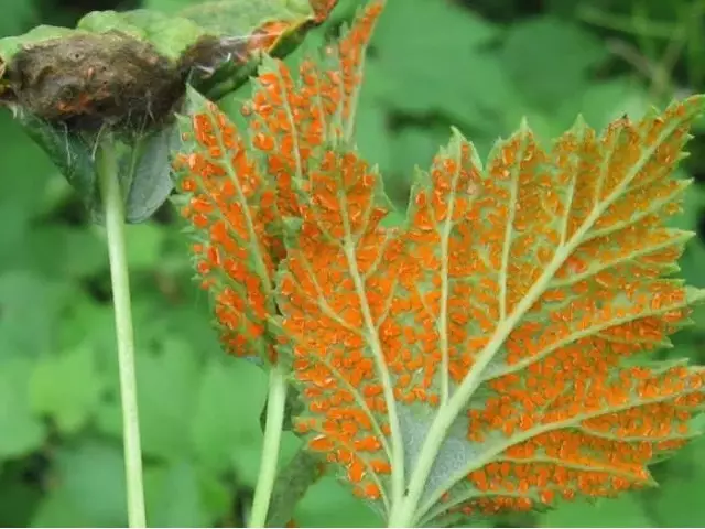 Raspberry Pshekhiba: የተለያዩ መግለጫ ፣ እርሻ ፣ ፎቶዎች እና ግምገማዎች 12614_4