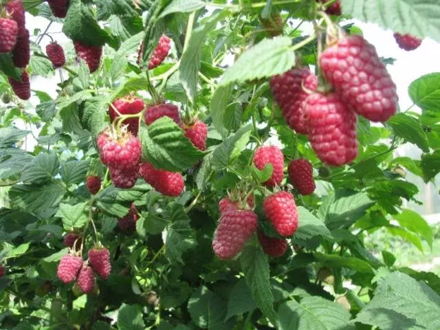 Raspberry Terenty: popis odrůdy, fotografie, recenze 12616_1