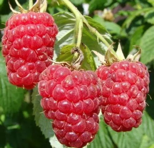 Raspberry Terenty: xilma -xillik tavsifi, fotosuratlar, sharhlar 12616_3