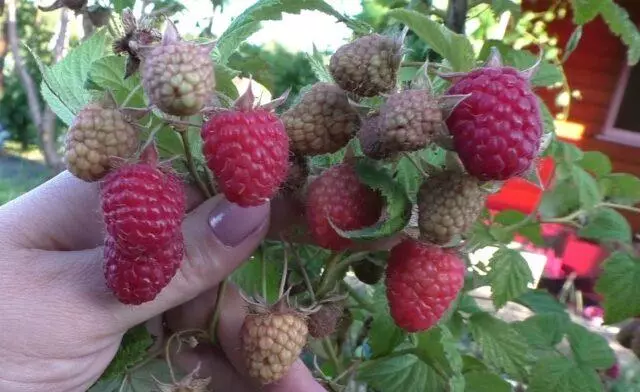 Raspberry Cascade Delight: ລາຍລະອຽດແນວພັນ, ຮູບພາບ, ການທົບທວນຄືນຂອງຊາວສວນ, ວັນທີທີ່ສຸກ, ຜົນຜະລິດ 12622_5