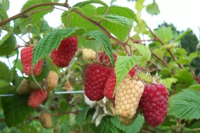 Raspberry Cascade Delight: danasîna cûrbecûr, wêne, nirxandinên baxçevanan, tarîxên gihîştinê, berhemanîn 12622_9