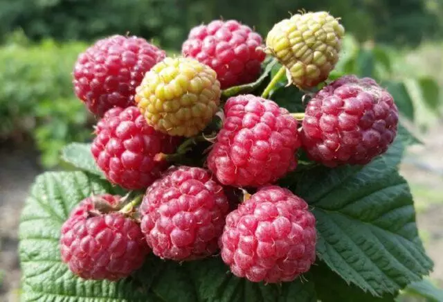 Mitundu yayikulu kwambiri ya raspberries yokhala ndi zithunzi ndi mafotokozedwe 12623_1