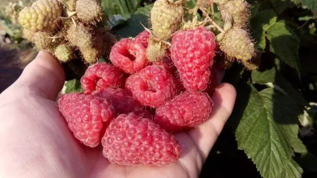 Mitundu yayikulu kwambiri ya raspberries yokhala ndi zithunzi ndi mafotokozedwe 12623_10