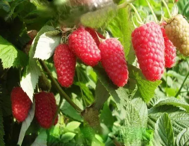 Mitundu yayikulu kwambiri ya raspberries yokhala ndi zithunzi ndi mafotokozedwe 12623_11