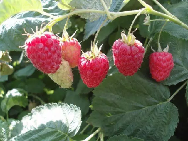 Mitundu yayikulu kwambiri ya raspberries yokhala ndi zithunzi ndi mafotokozedwe 12623_12