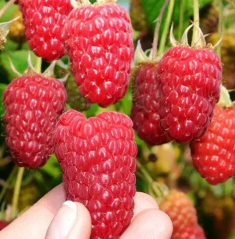 Mitundu yayikulu kwambiri ya raspberries yokhala ndi zithunzi ndi mafotokozedwe 12623_15