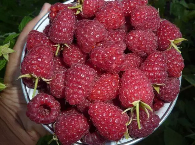 Mitundu yayikulu kwambiri ya raspberries yokhala ndi zithunzi ndi mafotokozedwe 12623_16