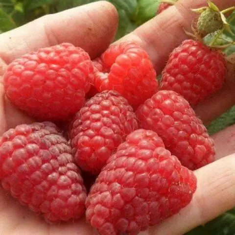 Mitundu yayikulu kwambiri ya raspberries yokhala ndi zithunzi ndi mafotokozedwe 12623_19