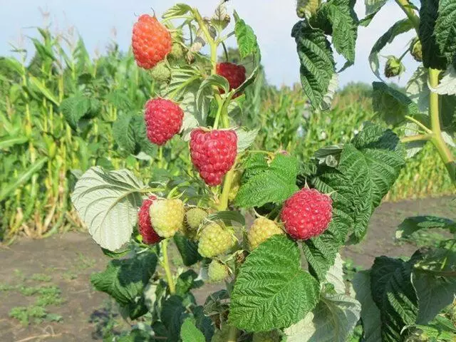 Mitundu yayikulu kwambiri ya raspberries yokhala ndi zithunzi ndi mafotokozedwe 12623_22