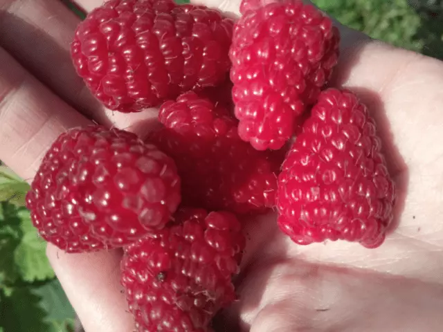 Mitundu yayikulu kwambiri ya raspberries yokhala ndi zithunzi ndi mafotokozedwe 12623_3