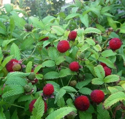 Tibet (rosas na dahon) raspberry: paglalarawan, larawan, mga pagsusuri 12631_1