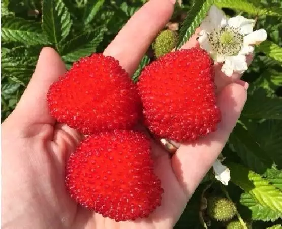 Tibet (rosas na dahon) raspberry: paglalarawan, larawan, mga pagsusuri 12631_13