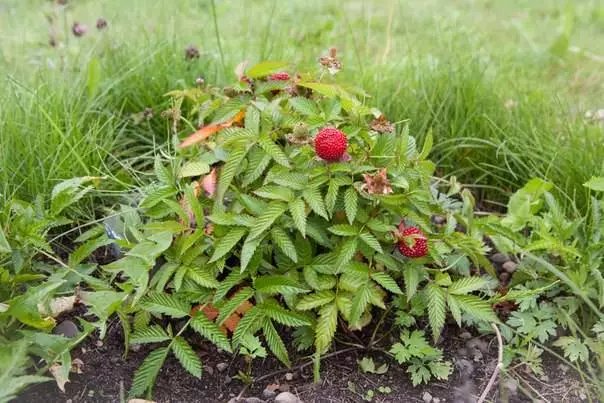 Tibetanische (rosenblättrige) Himbeere: Beschreibung, Foto, Bewertungen 12631_3