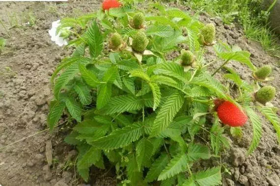 Tibetan (rose-leaved) raspberry: description, photo, reviews 12631_7