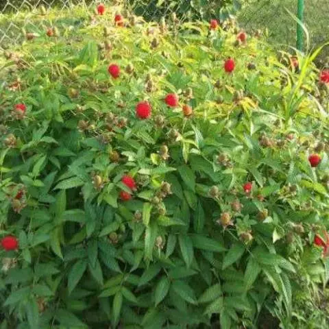 Tibetan (rose-leaved) raspberry: description, photo, reviews 12631_8