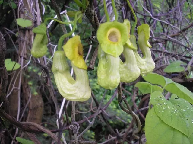 கிர்காசன் மஞ்சூரியன்: புகைப்படம் மற்றும் விளக்கம், நடவு மற்றும் பராமரிப்பு, இனப்பெருக்கம் 1264_4