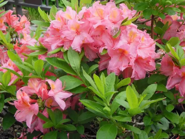 Azalea ug rhododendron: unsa ang kalainan, pagkalainlain 12686_1