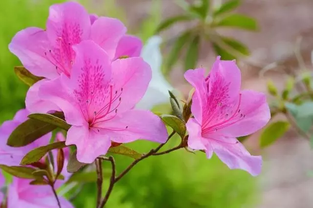 Azalea and rhododendron: what is the difference, differences 12686_2