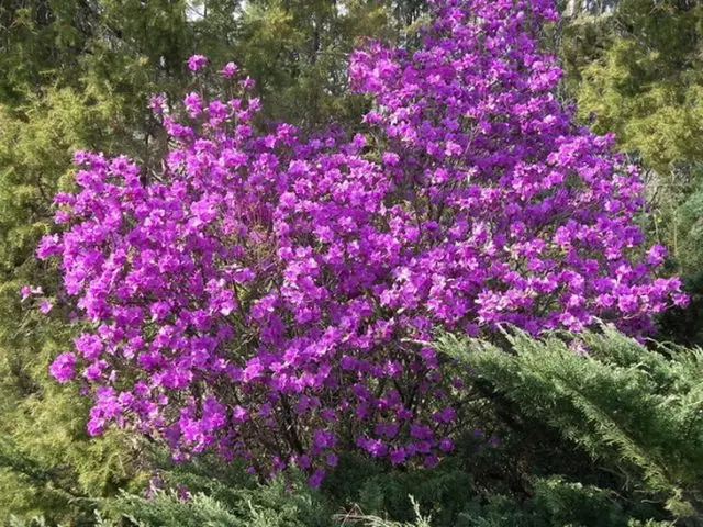 Azalea ug rhododendron: unsa ang kalainan, pagkalainlain 12686_3