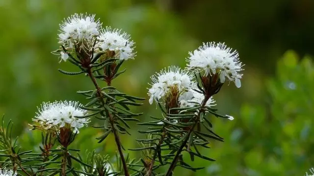 Azaleja in rododendron: kakšna je razlika, razlike 12686_8