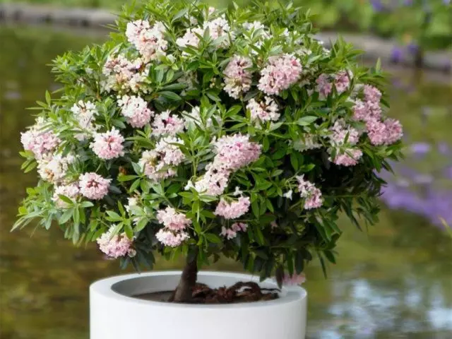 Rhododendron Bloombux (Bloombux): वर्णन, लागवड आणि काळजी, फोटो 12689_2