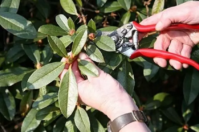 Rhododendron Bloombux (Bloombux): beskrivning, plantering och vård, foto 12689_3