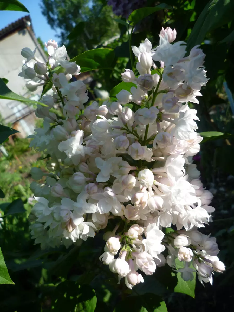 Lilac Rochester: foto, descripció, comentaris, resistència a l'hivern