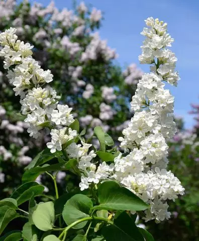 Lilac Rochester: ljósmynd, lýsing, umsagnir, vetrarþol 12695_4