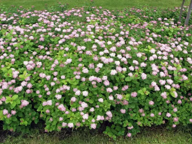 Landşaft dizaynında Spirea: fotoşəkillər, çitlər üçün çeşidlər, xüsusiyyətlər 12713_10