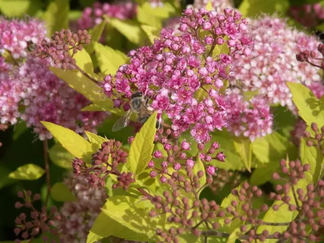 Spirea i ndearadh tírdhreacha: grianghraif, cineálacha le haghaidh fálta, gnéithe 12713_12