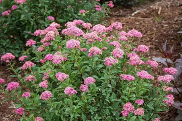 Spirea en disseny de paisatges: fotos, varietats per a bardisses, característiques 12713_4