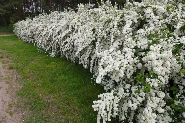 Landşaft dizaynında Spirea: fotoşəkillər, çitlər üçün çeşidlər, xüsusiyyətlər 12713_5