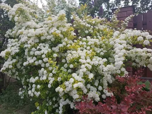 Landşaft dizaynında Spirea: fotoşəkillər, çitlər üçün çeşidlər, xüsusiyyətlər 12713_6