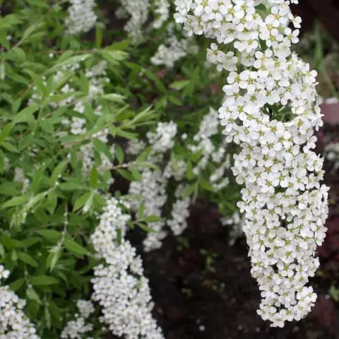 Landşaft dizaynında Spirea: fotoşəkillər, çitlər üçün çeşidlər, xüsusiyyətlər 12713_8