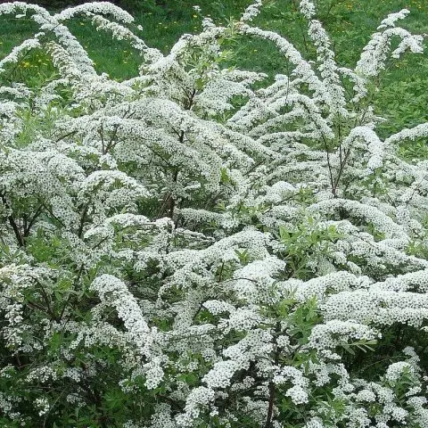 Landşaft dizaynında Spirea: fotoşəkillər, çitlər üçün çeşidlər, xüsusiyyətlər 12713_9