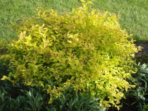 Spirea Japanese Firelight: opis, sadzenie i pielęgnacja, zdjęcia, recenzje 12717_1