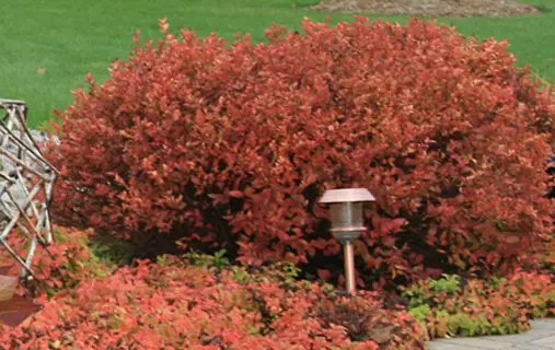 Spirea Japanese Firelight: disgrifiad, plannu a gofal, lluniau, adolygiadau 12717_2