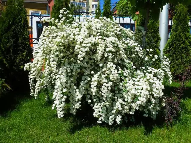 Geedka Spirea geedkii caleenta ahaa: sharraxaad, kobaca sannadlaha ah, sawir 12720_1