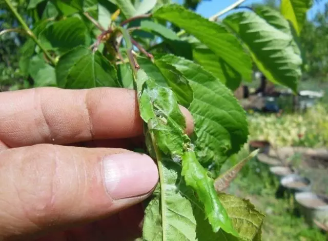 Geedka Spirea geedkii caleenta ahaa: sharraxaad, kobaca sannadlaha ah, sawir 12720_5