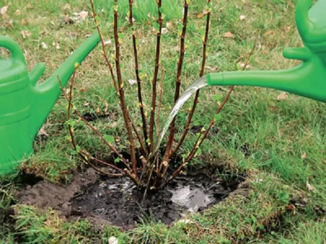 Spirea tammelehine: kirjeldus, aastane kasv, foto 12720_6