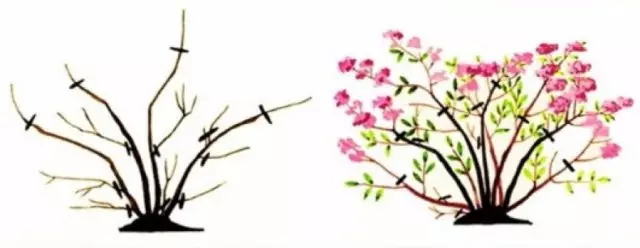 Spirea lá sồi: mô tả, tăng trưởng hàng năm, ảnh 12720_7