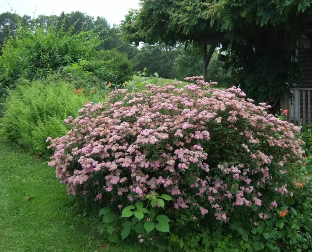 Spirea Douglas: foto de disseny, plantació i cura del paisatge